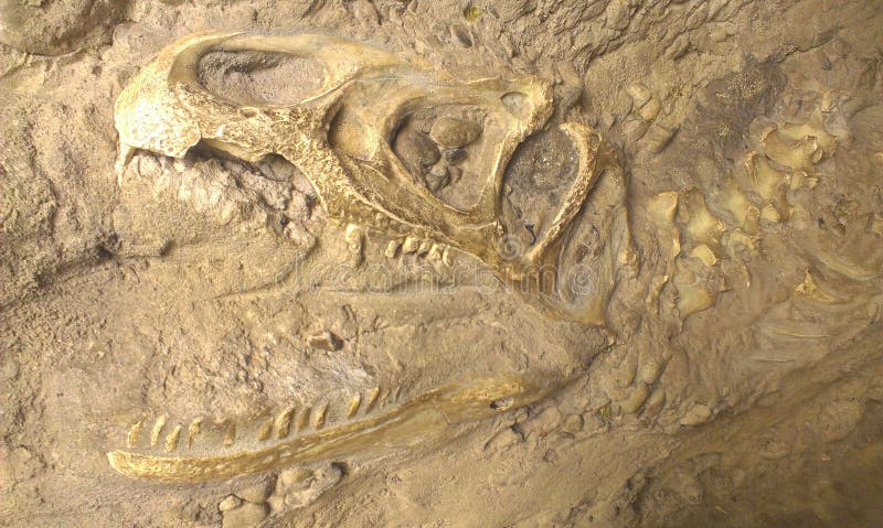 Dino-Skelett im Stein stockbild. Bild von dino, skelett - 44011499