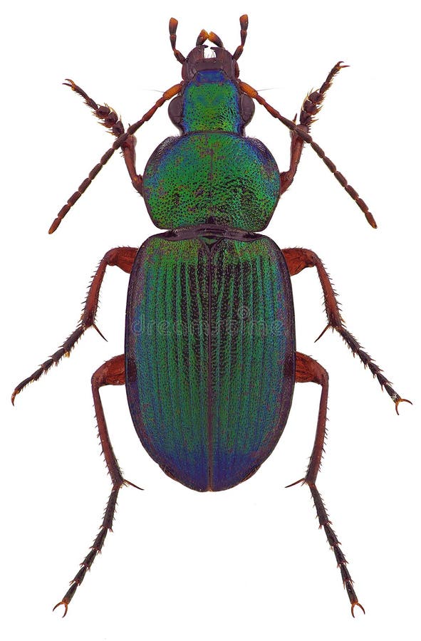 Dinodes Decipiens Ground Beetle Stock Photo - Image of copyspace ...