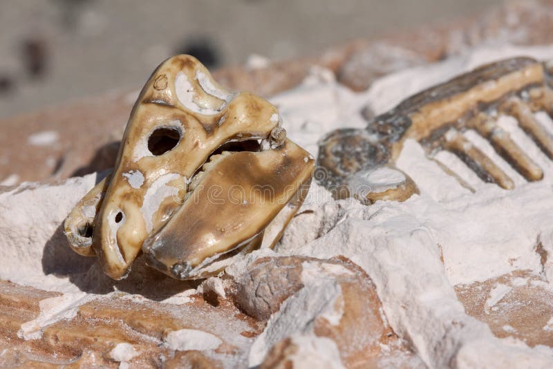 Dinosaur stock image. Image of extinct, bone, paleontology - 8328801