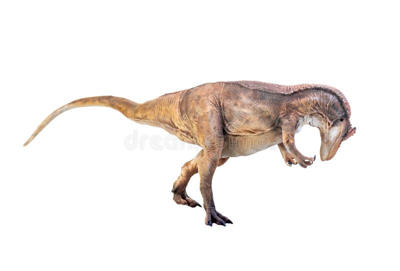 Dinosaur , Allosaurus on Isolated Background Stock Photo - Image of ...