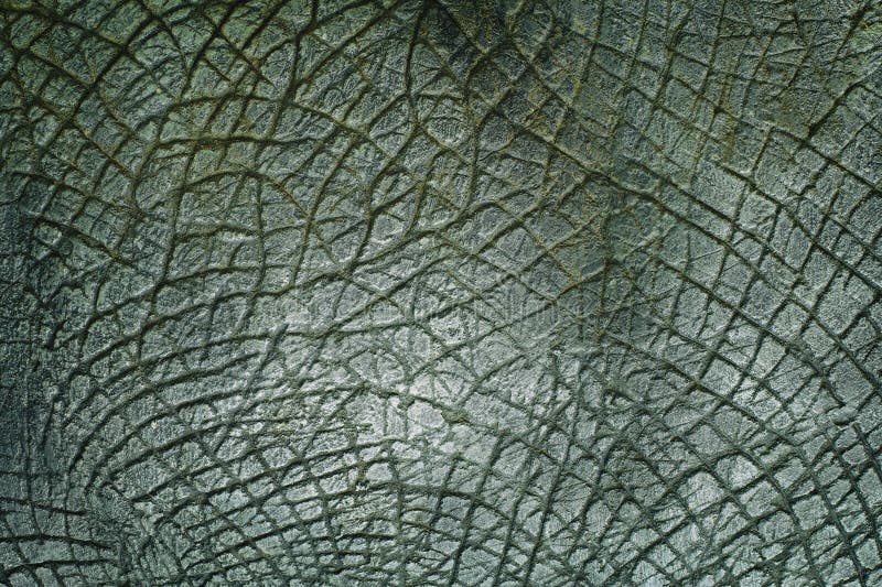 Dinosaur Animal Skin Texture for Background Stock Photo - Image of ...