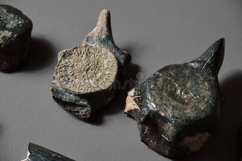 Dinosaur Backbone Fossil Bones. Relic Skeleton Bone Structure on ...