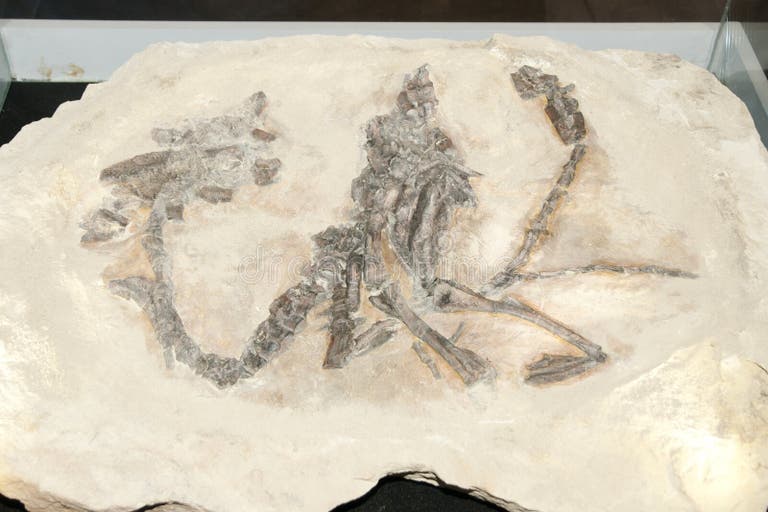 Dinosaur Fossils Argentina Stock Photos - Free & Royalty-Free Stock ... Dinosaur Fossils Argentina Stock Photos - Free & Royalty-Free Stock ...