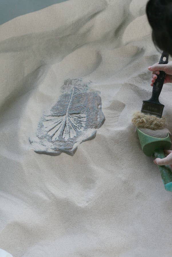 Dinosaur Bones and Fossils Digging Model in the Sand Stock Image ...