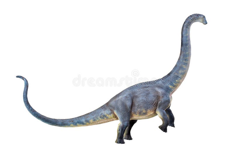 Dinosaur , Brontosaurus Isolated Background Stock Photo - Image of ...
