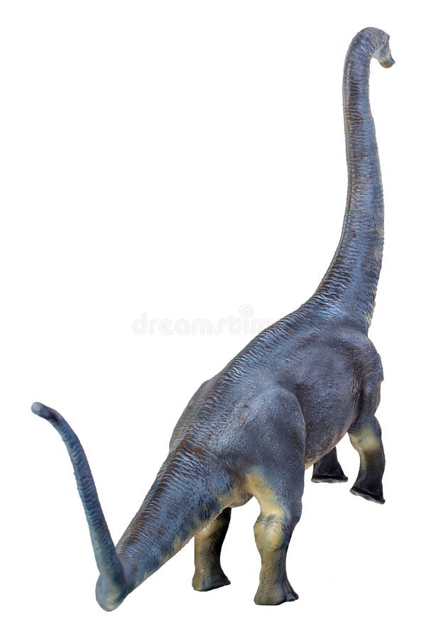 Dinosaur , Brontosaurus Isolated Background Stock Image - Image of ...