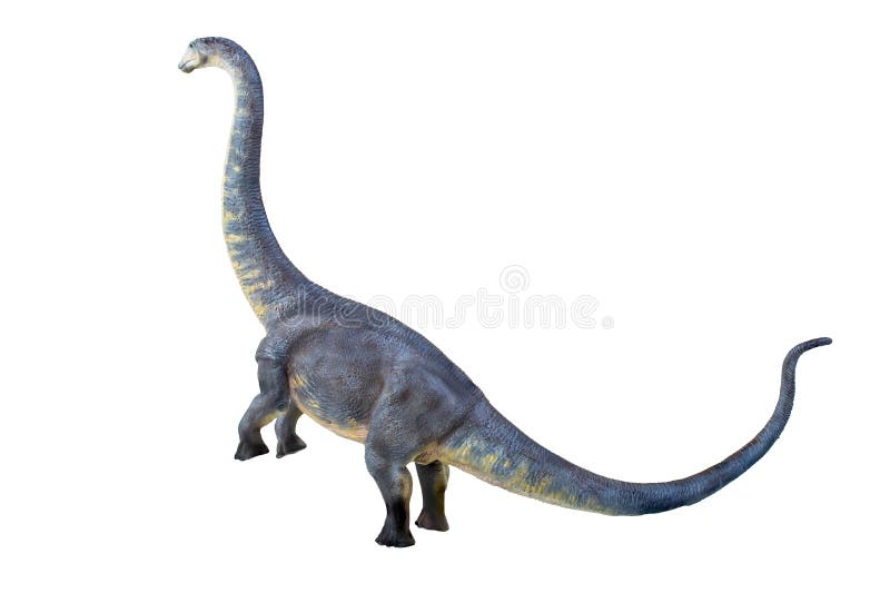 Dinosaur , Brontosaurus Isolated Background Stock Photo - Image of ...