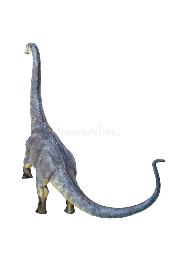 Dinosaur , Brontosaurus Isolated Background Stock Photo - Image of ...