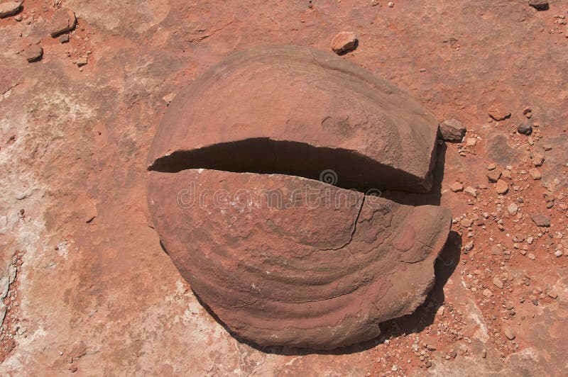 Dinosaur Dung stock image. Image of evolution, fossil - 5048735