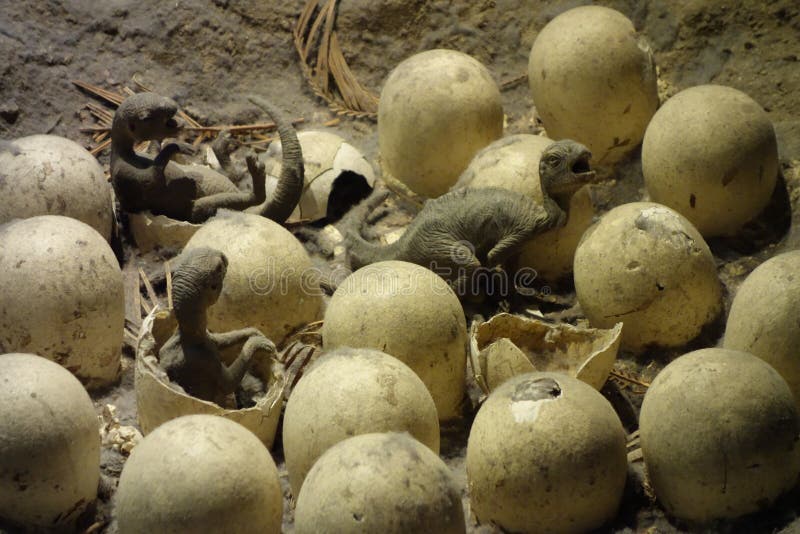 Dinosaur Eggs Hatching Stock Photos - Free & Royalty-Free Stock Photos ...