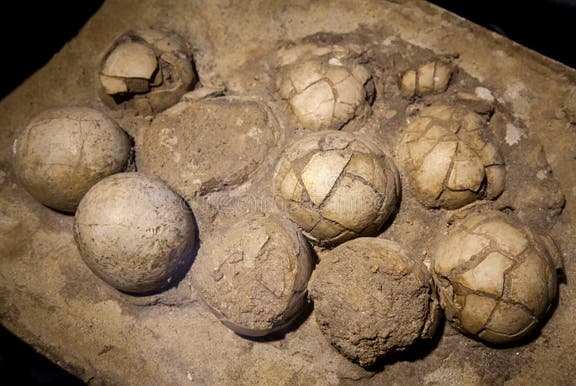 Dinosaur eggs in the nest editorial stock photo. Image of gigantic ...