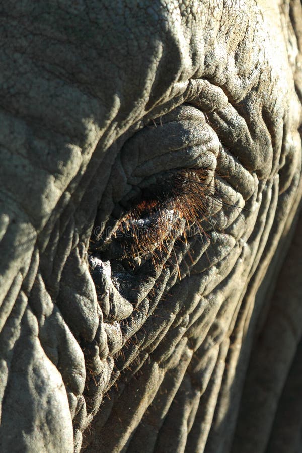 Dinosaur or Elephant stock photo. Image of bull, mammal - 13804002