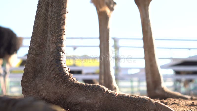 Tyrannosaurus Rex Walking in Lush Prehistoric Jungle Stock Footage ...