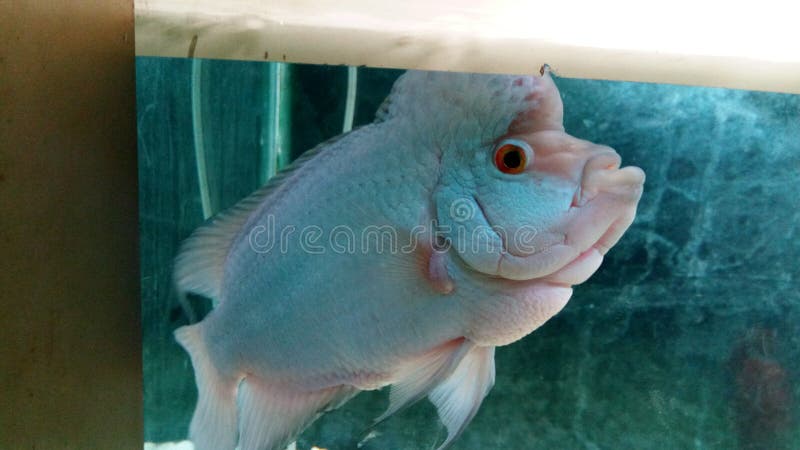 Dinosaur Fish stock photo. Image of dinosaurs, fish - 122957312