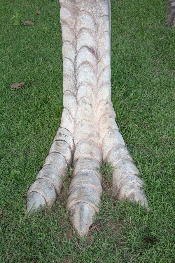 Dinosaur Foot and Leg Bones Stock Photo - Image of bones, prehistoric ...