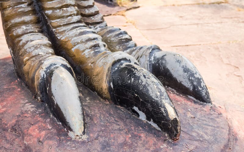 Dinosaur Foot and Leg Bones Stock Photo - Image of bones, prehistoric ...