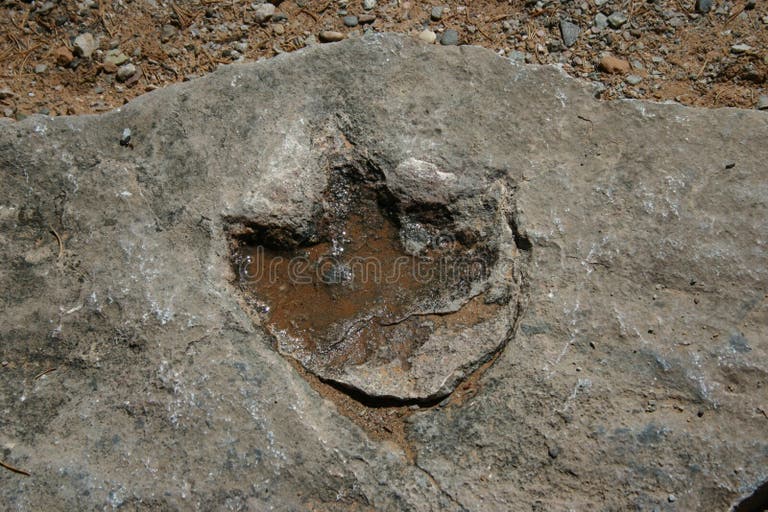 282 Jurassic Park Footprint Stock Photos - Free & Royalty-Free Stock ...