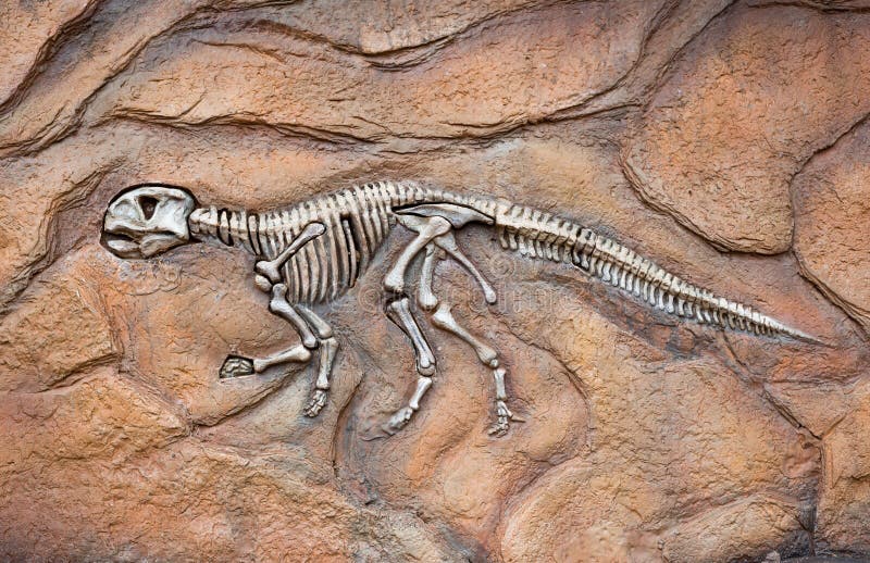 Dinosaur fossil stock image. Image of artificial, jurrasic - 214325703
