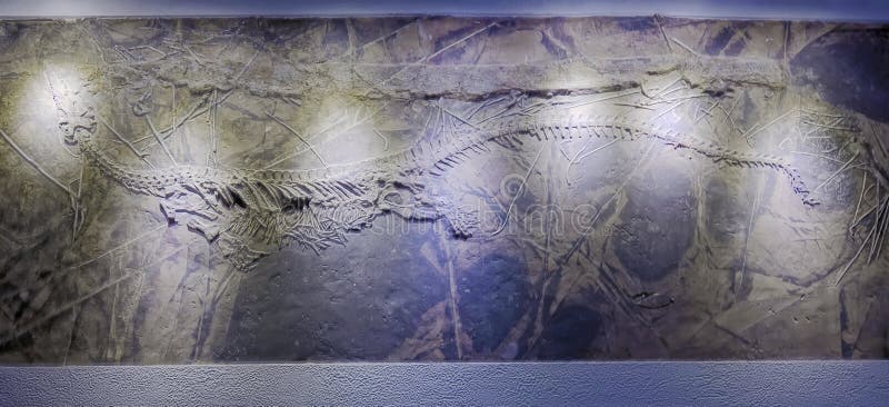 Dinosaur fossil stock image. Image of close, zoolite - 92098279