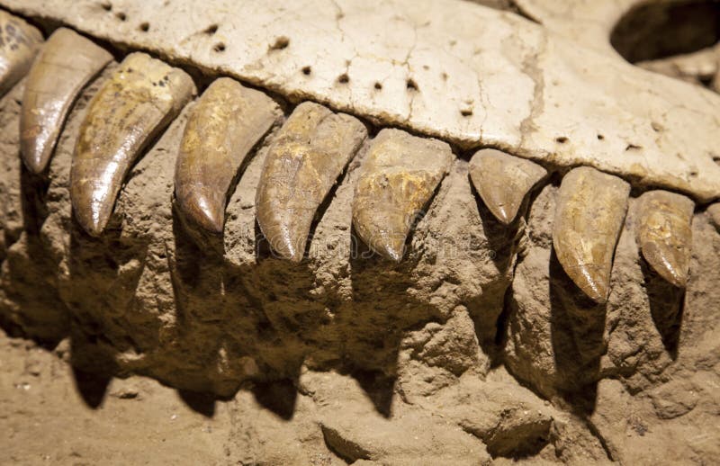 Dinosaur fossil stock photo. Image of mesozoic, dinosaur - 48195604