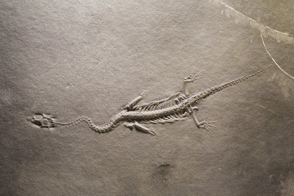 Real Dinosaur Fossils Stock Photos - Free & Royalty-Free Stock Photos ...