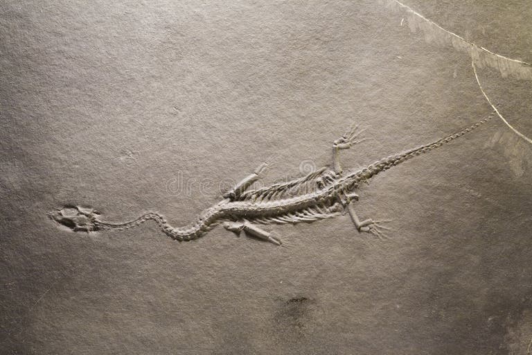 Real Dinosaur Fossils Stock Photos - Free & Royalty-Free Stock Photos ...