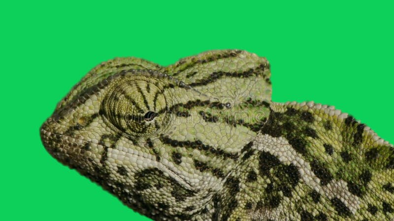 Dinosaur Green Screen Chroma Key Stock Video - Video of reptile ...