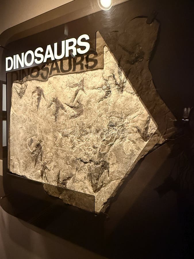 Dinosaur Hall at the Springfield Science Museum in Massachusetts ...