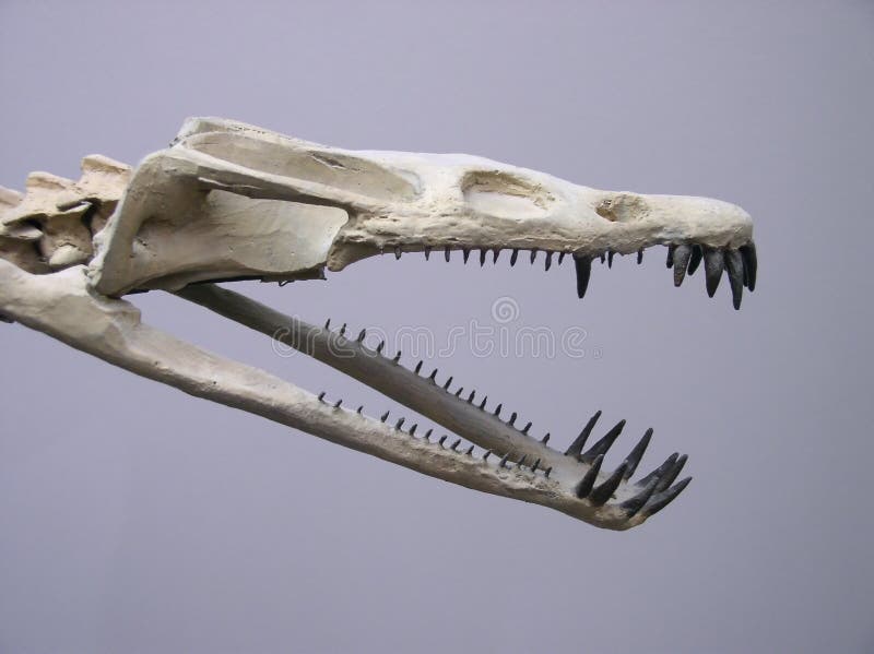 A dinosaur head. stock image. Image of prehistoric, saur - 3374723