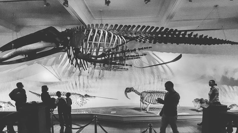 Gray dinosaur editorial photography. Image of earth, jurassic - 99094492