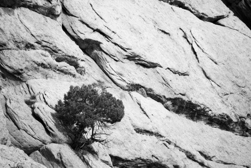 Tree Growing on the Side of Cliff Stock Image - Image of tree, side ...