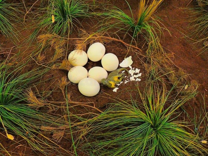 Dinosaur Nest. Baby Dinosaur Hatching. Stock Photo - Image of dinosaur ...