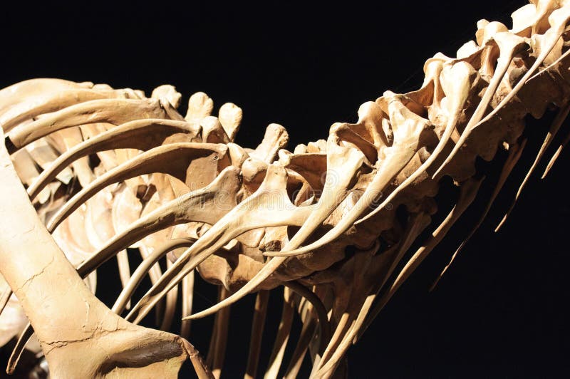 Dinosaur Skeleton. Triceratops Fossil Stock Photo - Image of dino ...