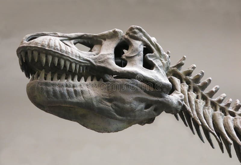 A dinosaur skeleton stock image. Image of skeleton, design - 123034429
