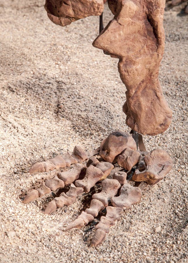 Dinosaur skeleton - foot stock photo. Image of mesozoic - 48168146