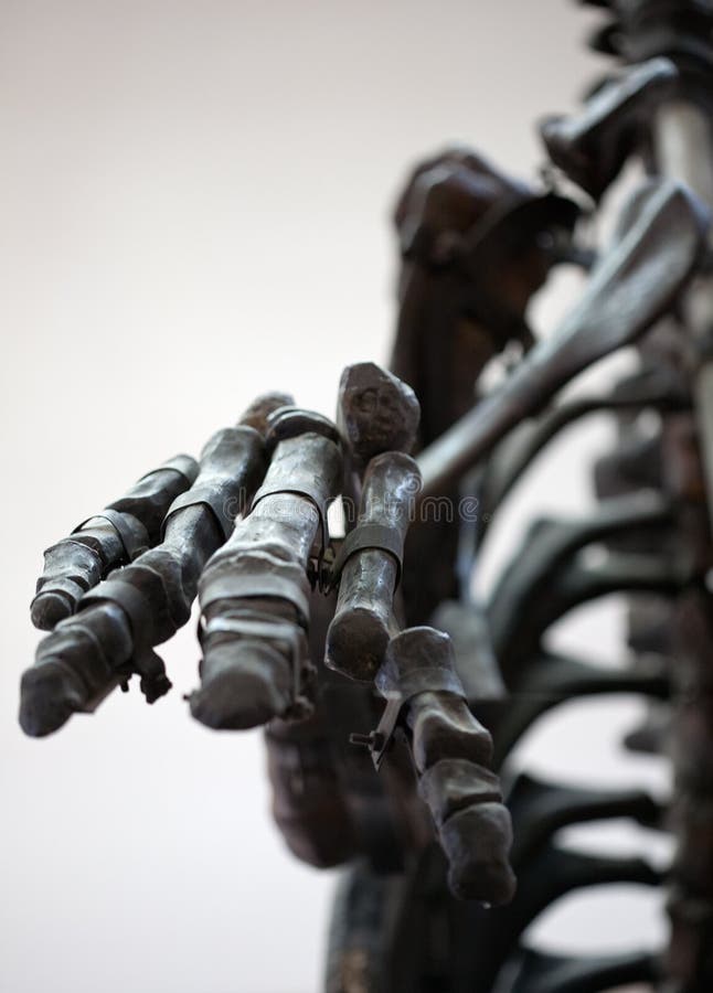 Dinosaur Skeleton Palm Closeup Stock Photo - Image of history, phobia ...