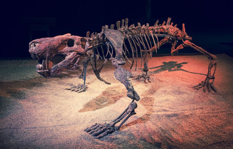 Dinosaur skeleton stock image. Image of mesozoic, trias - 48169019
