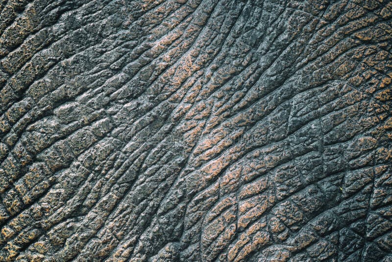 1,032 Dinosaur Skin Texture Stock Photos - Free & Royalty-Free Stock ...