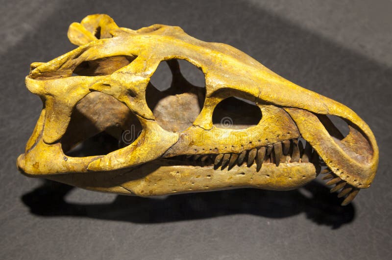 Dinosaur Skull - Liopleurodon Stock Photo - Image of dinosaur, trias ...