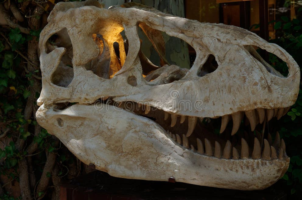 Dinosaur Skull Having a Light Bulb Moment Stock Image - Image of ...