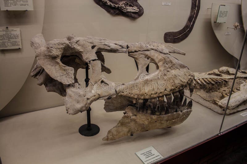 Skull of the dinosaur stock image. Image of exhibition - 2017561