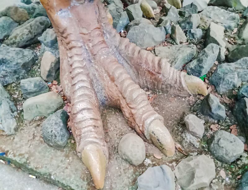Dinosaur feet walking stock image. Image of huge, feet - 102258617
