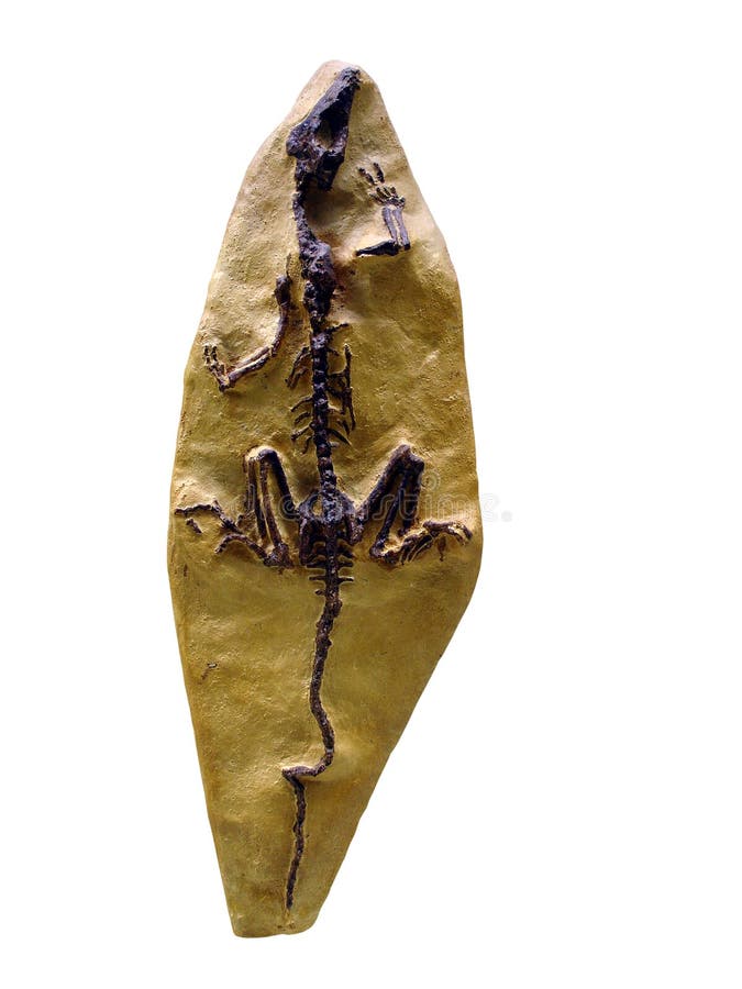 Dinosaur in the stone editorial photo. Image of museum - 2017546