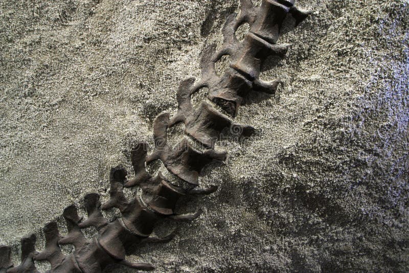 Spine Trex Anatomy Stock Photos - Free & Royalty-Free Stock Photos from ...