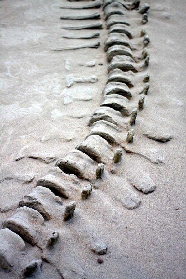 T-Rex Dinosaur Tail Skeleton Editorial Stock Image - Image of extinct ...