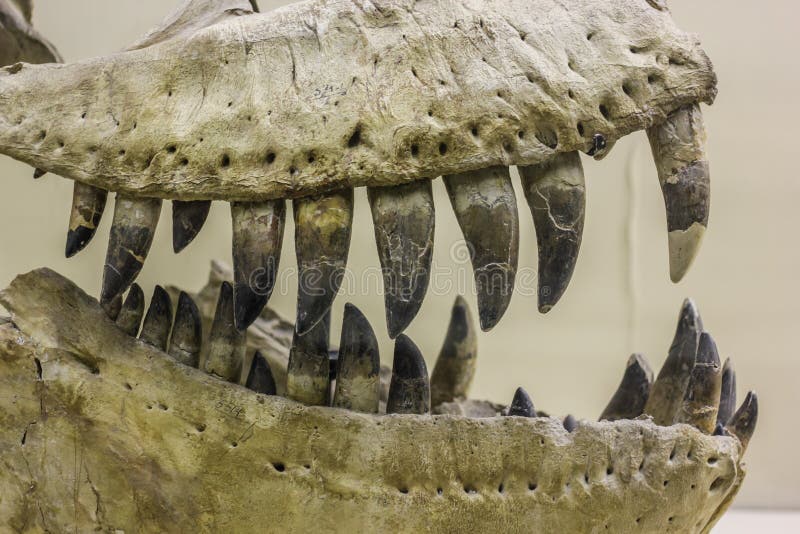 Dinosaur teeth close up editorial photo. Image of fossil - 66537056