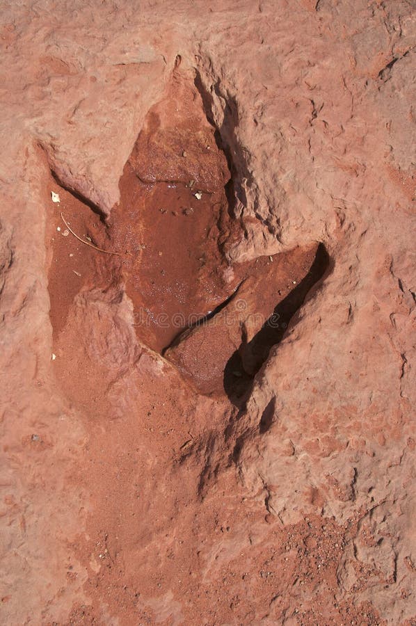 Dinosaur tracks stock photo. Image of lizard, print, paleontology ...