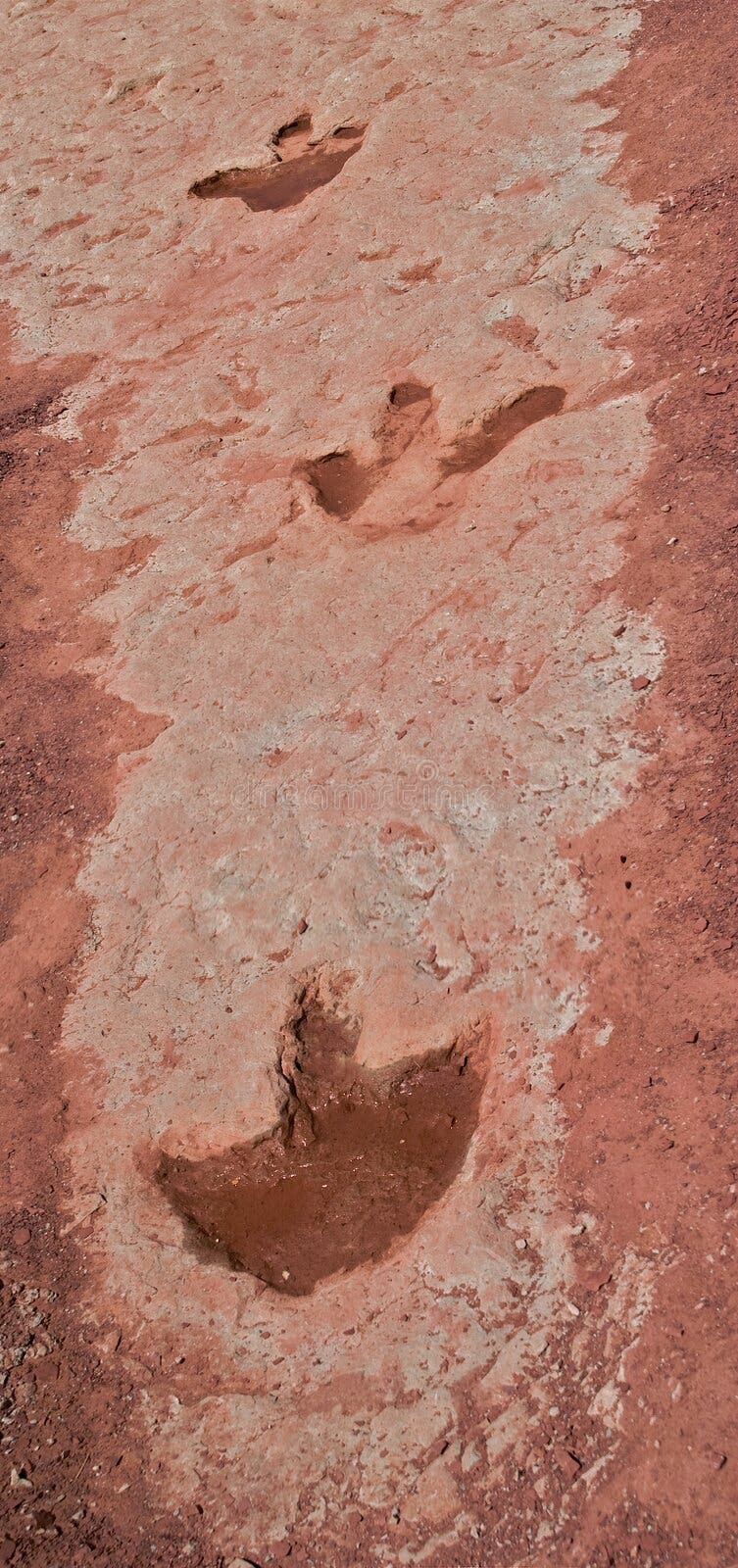 394 Dinosaur Tracks Stock Photos - Free & Royalty-Free Stock Photos ...