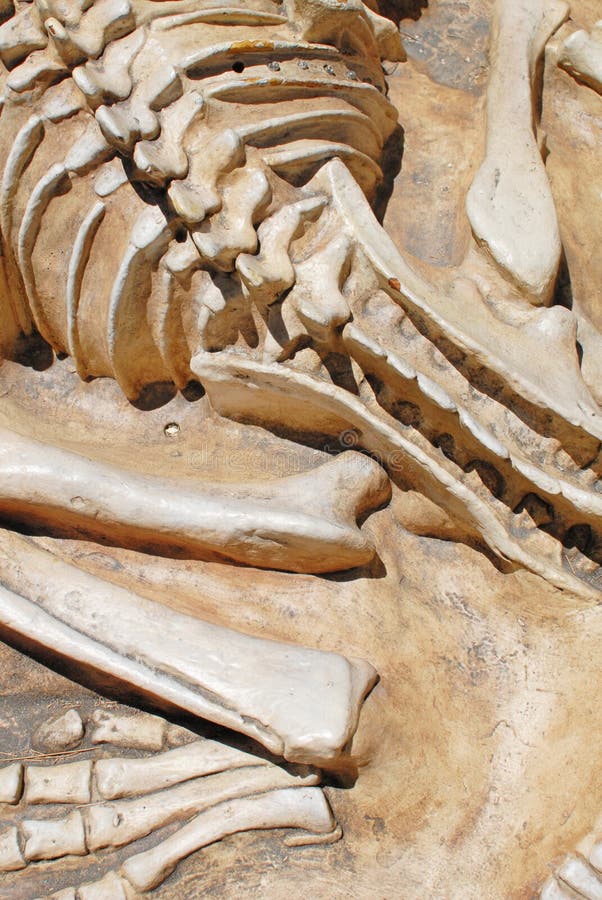Dinosaurier-Fossilien stockbild. Bild von knochen, erziehen - 21177065