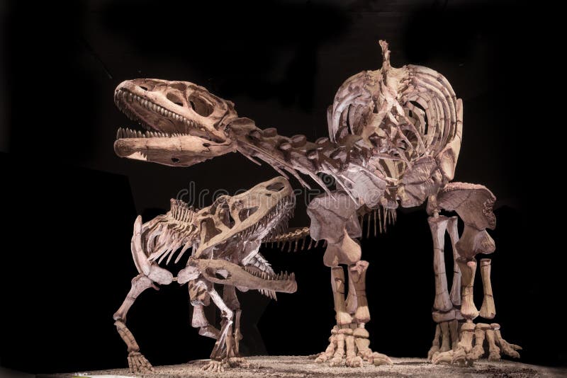 Dinosaurier-Fossilien redaktionelles bild. Bild von fossil - 47400990
